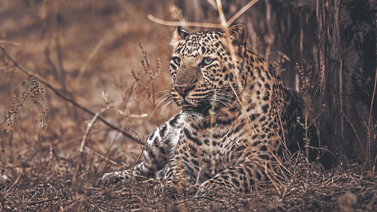 Two leopards found dead in Nanjangud farmland; forest department ...