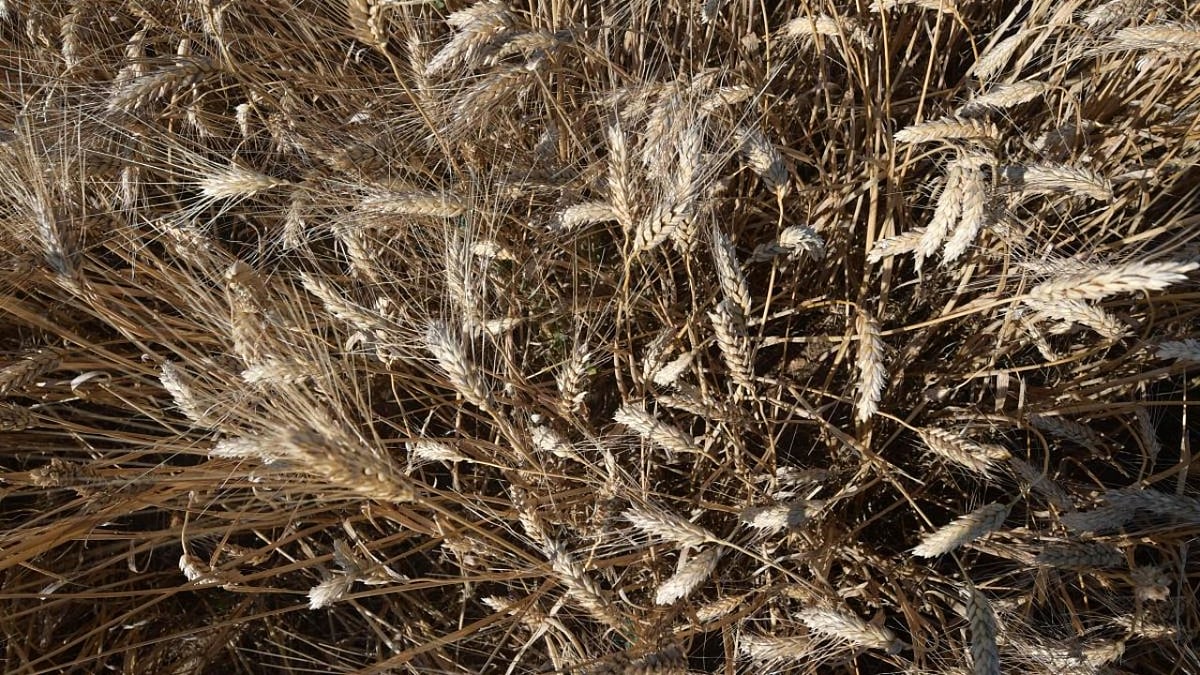 Govt hikes wheat MSP by Rs 40 to Rs 2,015 per quintal for 2021-22 crop year