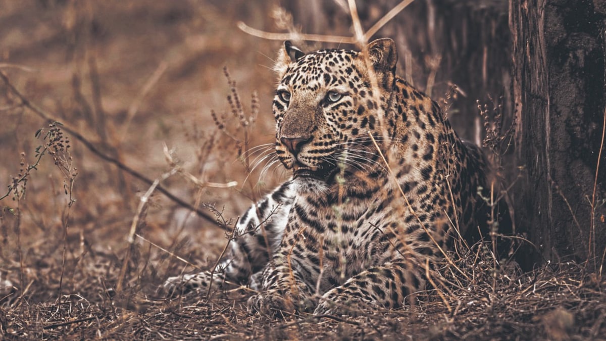 Tension grips village near Davangere after leopard sighting