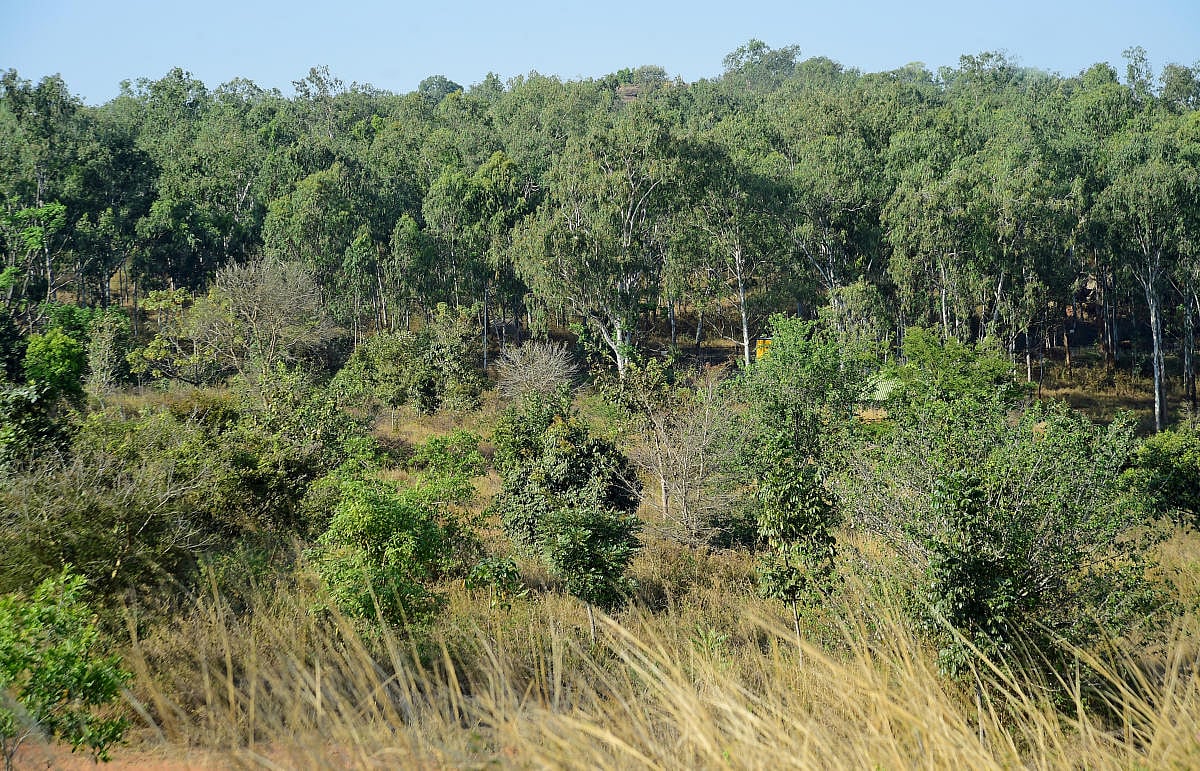 Turahalli forest spared for now as works begin on adjoining park
