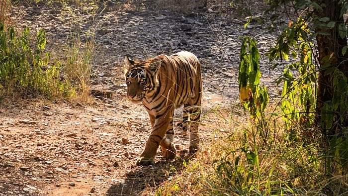 Man-eater tiger seen on camera finally, Tamil Nadu Forest Department ...