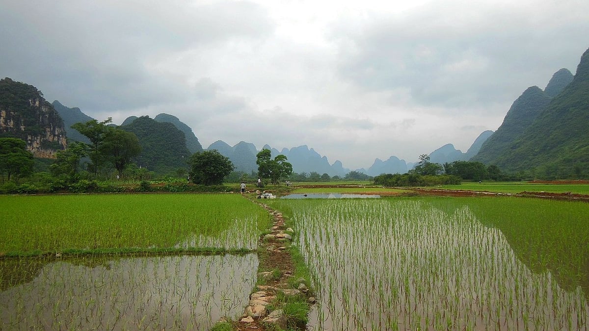 Chinese scientists discover how to grow ‘seawater’ rice