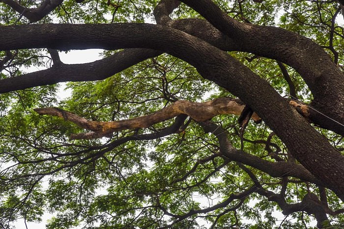 BBMP yet to take stock of old, weak trees ahead of monsoons