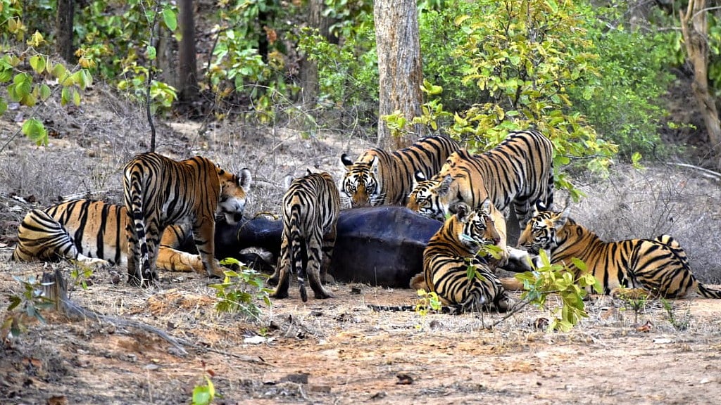 Ties in the wild: ‘Mausi’ tigress protects, trains cubs of her dead sister