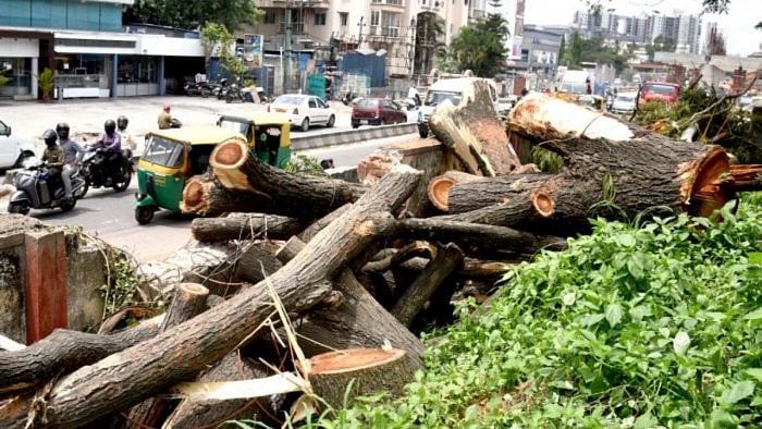 40 trees chopped in Bangalore University campus, medicinal plants damaged