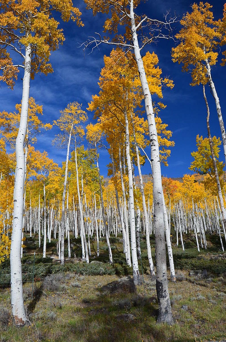 Pando: World’s most massive organism