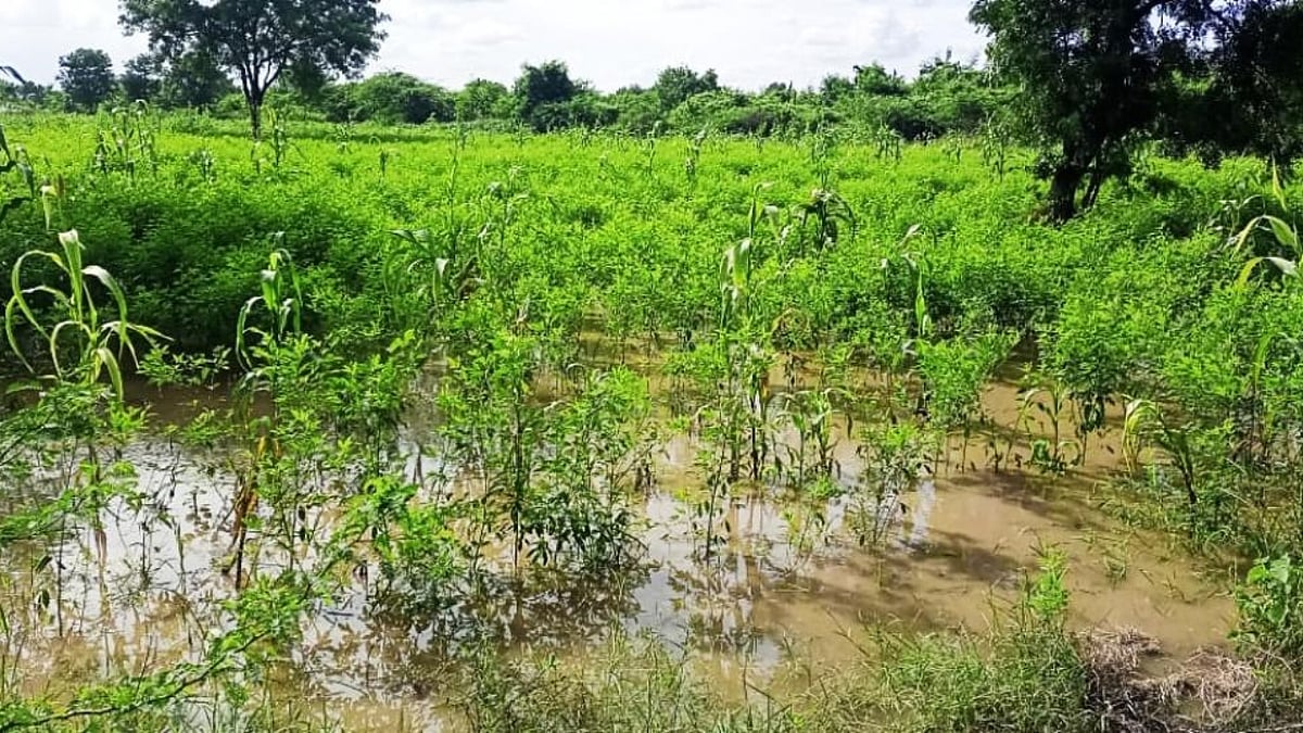 No let-up in rain as crops remain under water in north Karnataka districts