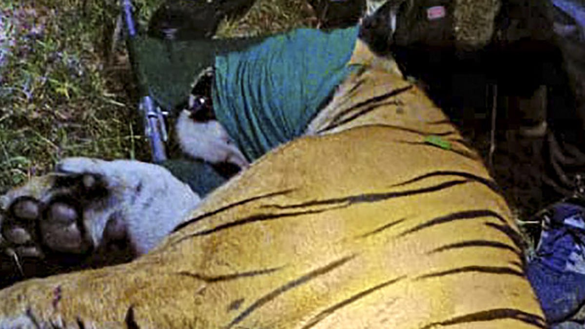 'Conflict tiger' that killed 13 people captured in Maharashtra's Gadchiroli