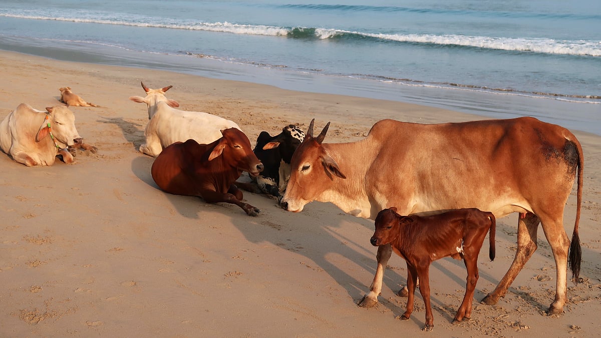 Karnataka govt staff donate Rs 80-100 crore for cow adoption scheme