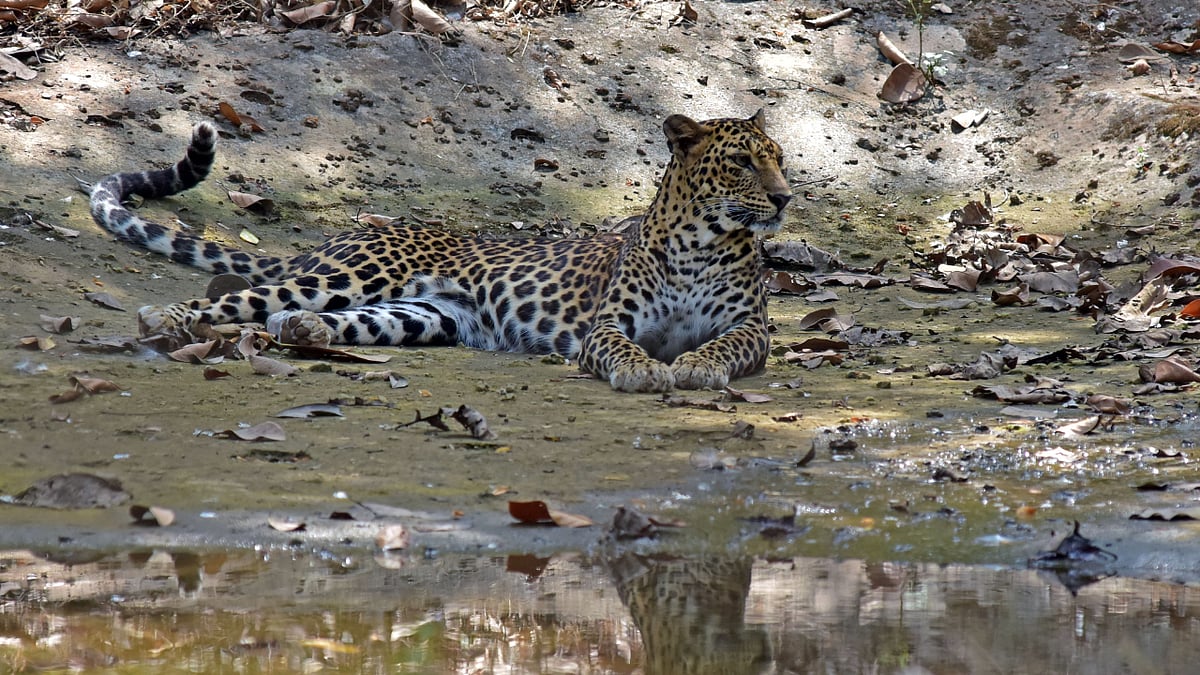 Leopard scare: Entry to Brindavan Gardens restricted again