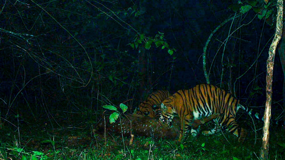 Days after losing mother, tiger cubs take big survival step