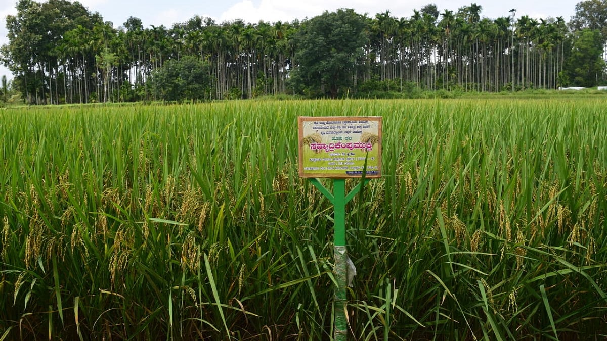 Red rice developed in Shivamogga takes on Kerala variety