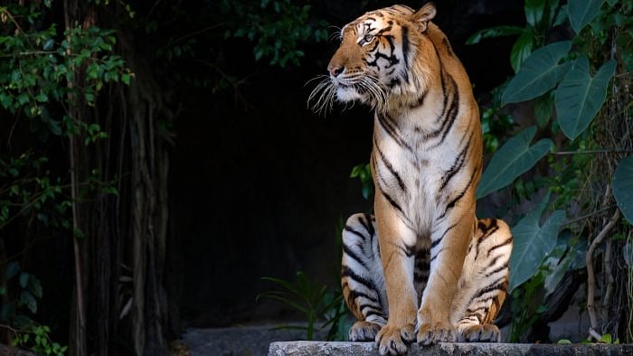 Maharashtra: Tiger captured in Yavatmal