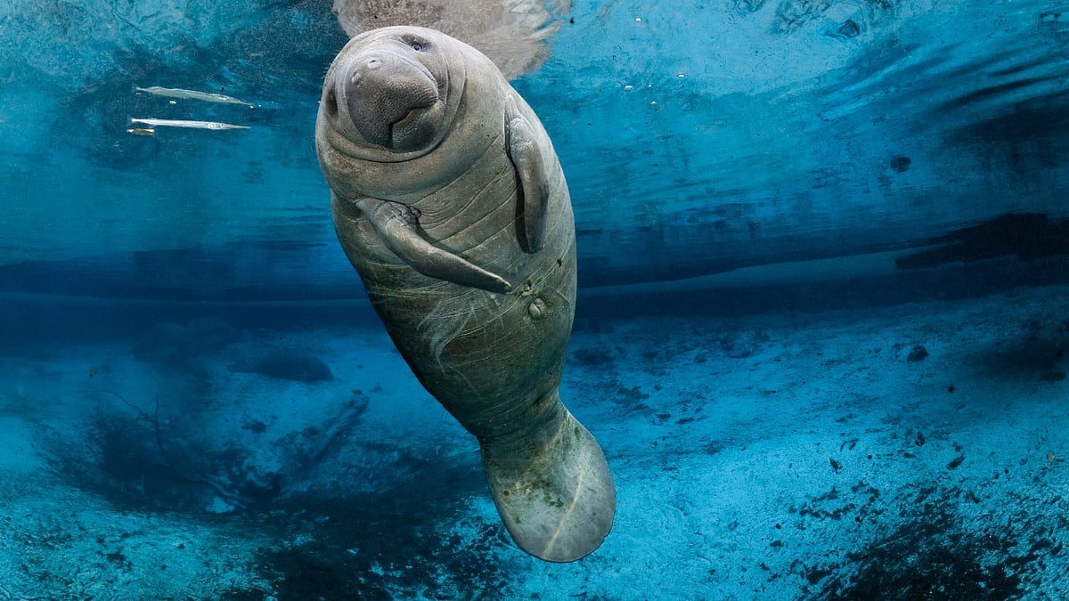 Manatee relative, 700 new species now facing extinction