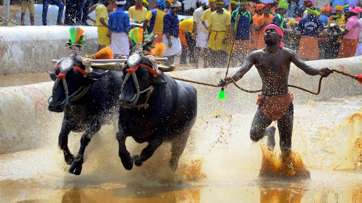 Kambala season begins to enthuse local folks in coastal Karnataka