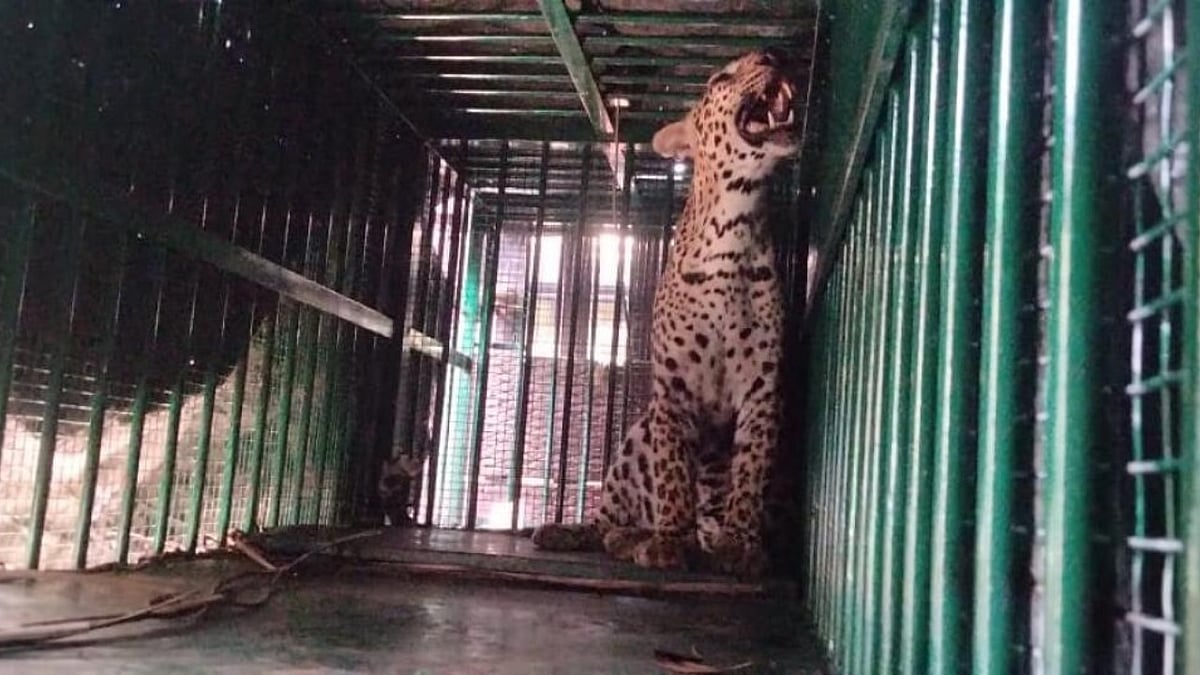 Leopard falls into cage, rescued in T Narsipur