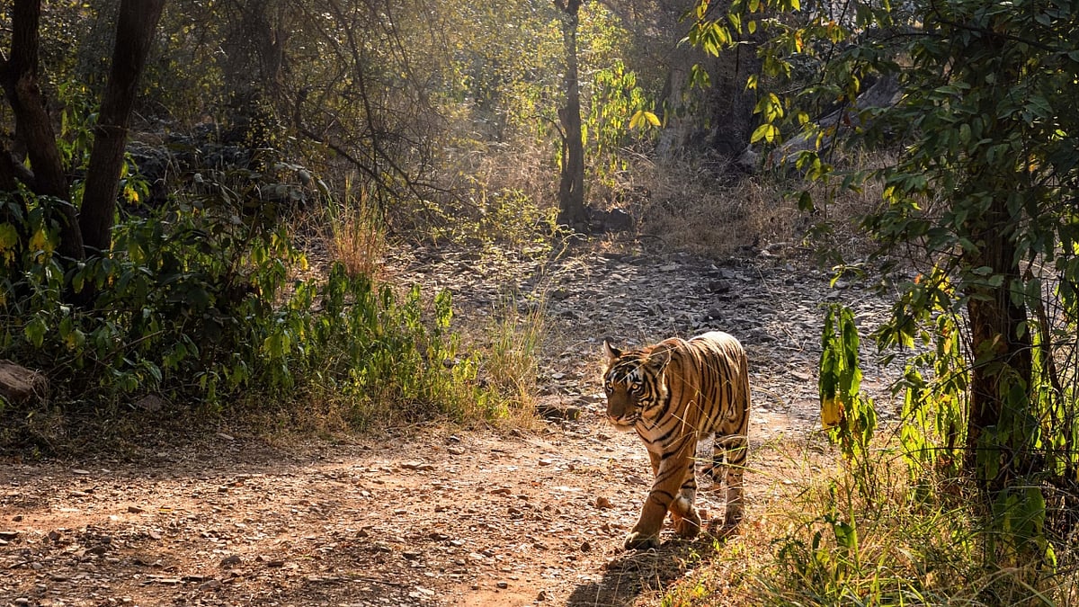 Annual animal census commences at Sathyamangalam Tiger Reserve in Tamil ...