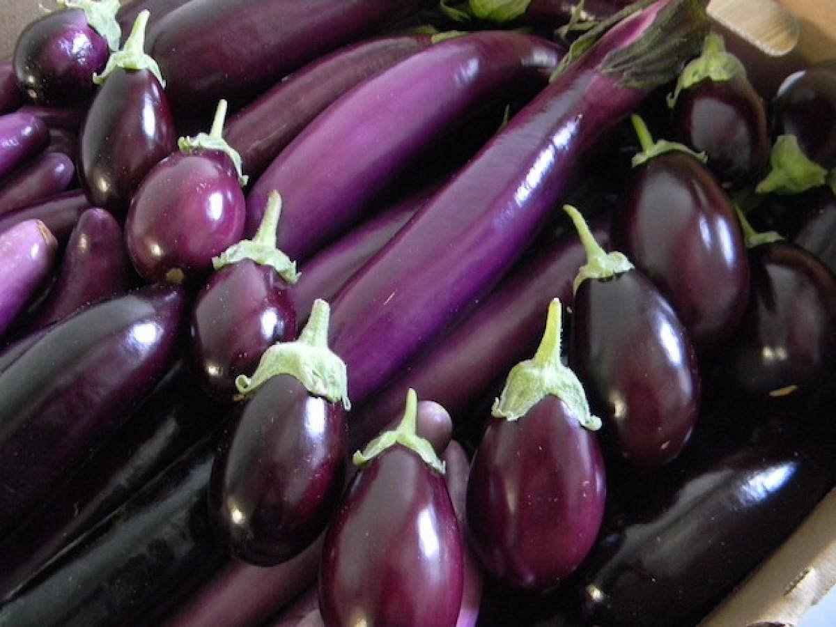 Karnataka returns Bt Brinjal trial proposal by Maharashtra-based company