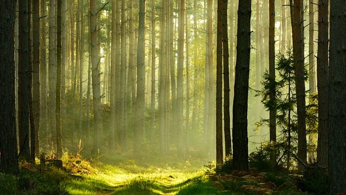 Climate change is making trees bigger, but also weaker