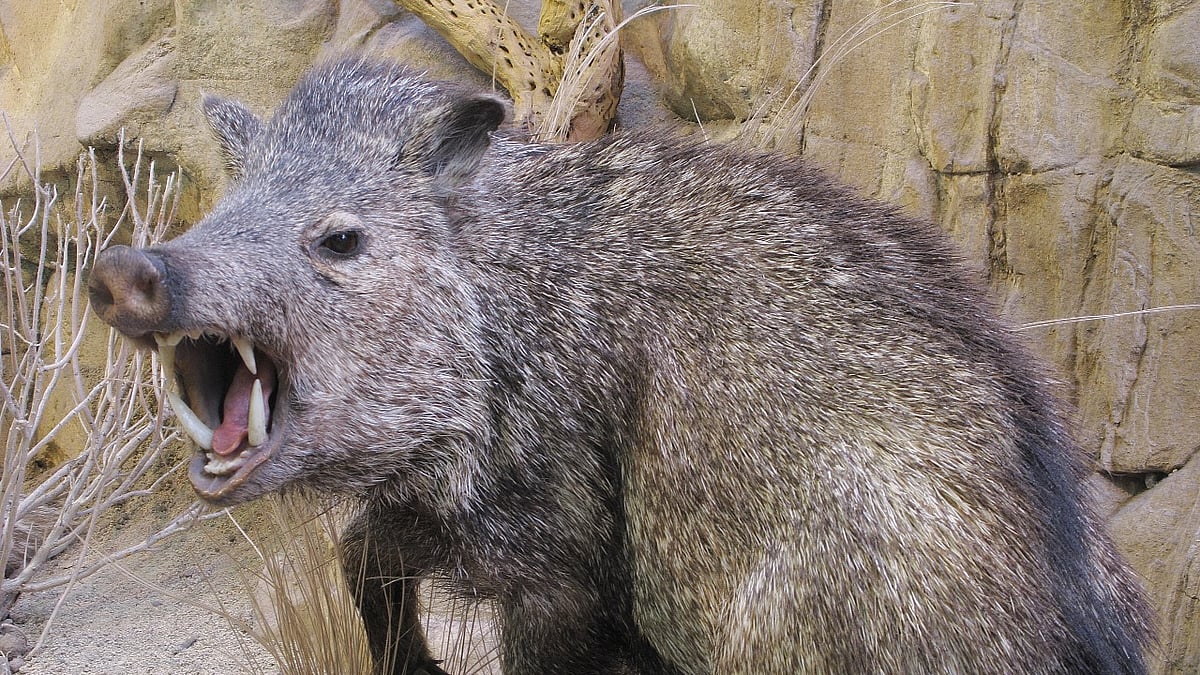 Woman autorickshaw driver dies in accident after her three-wheeler gets ...