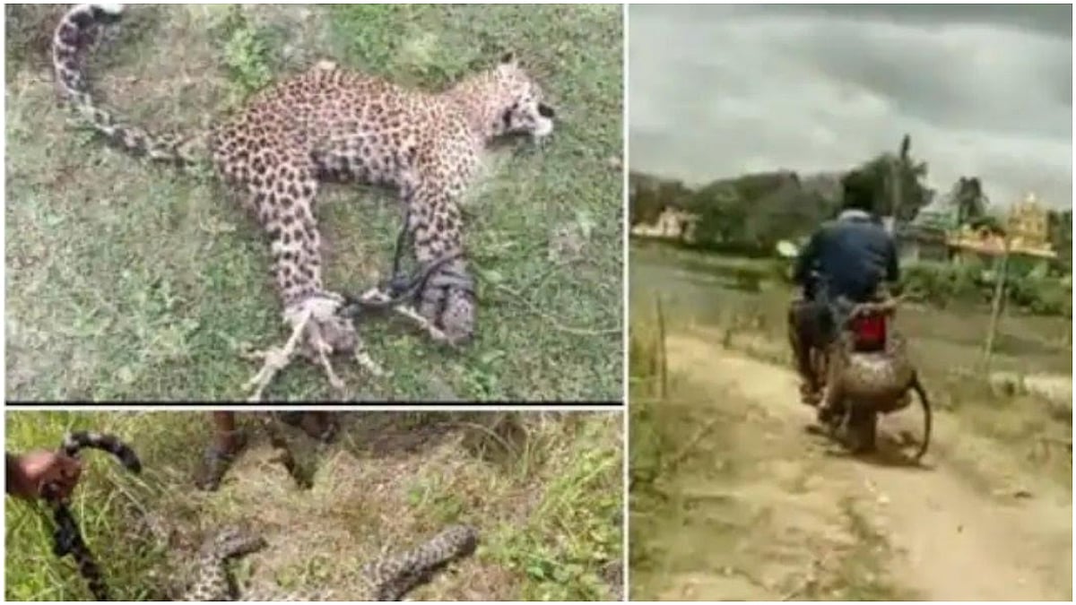 Man captures leopard, ties its limbs & takes it on bike in Karnataka