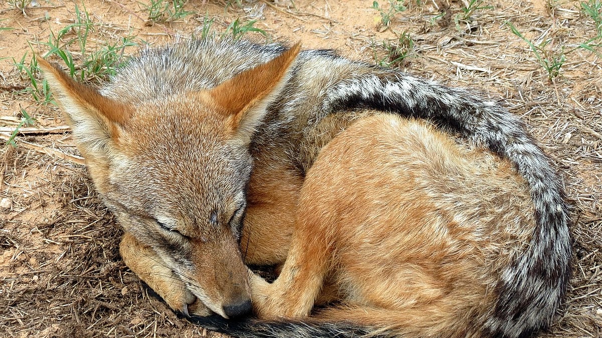 Jackal with head stuck in jar rescued in J&K’s Poonch