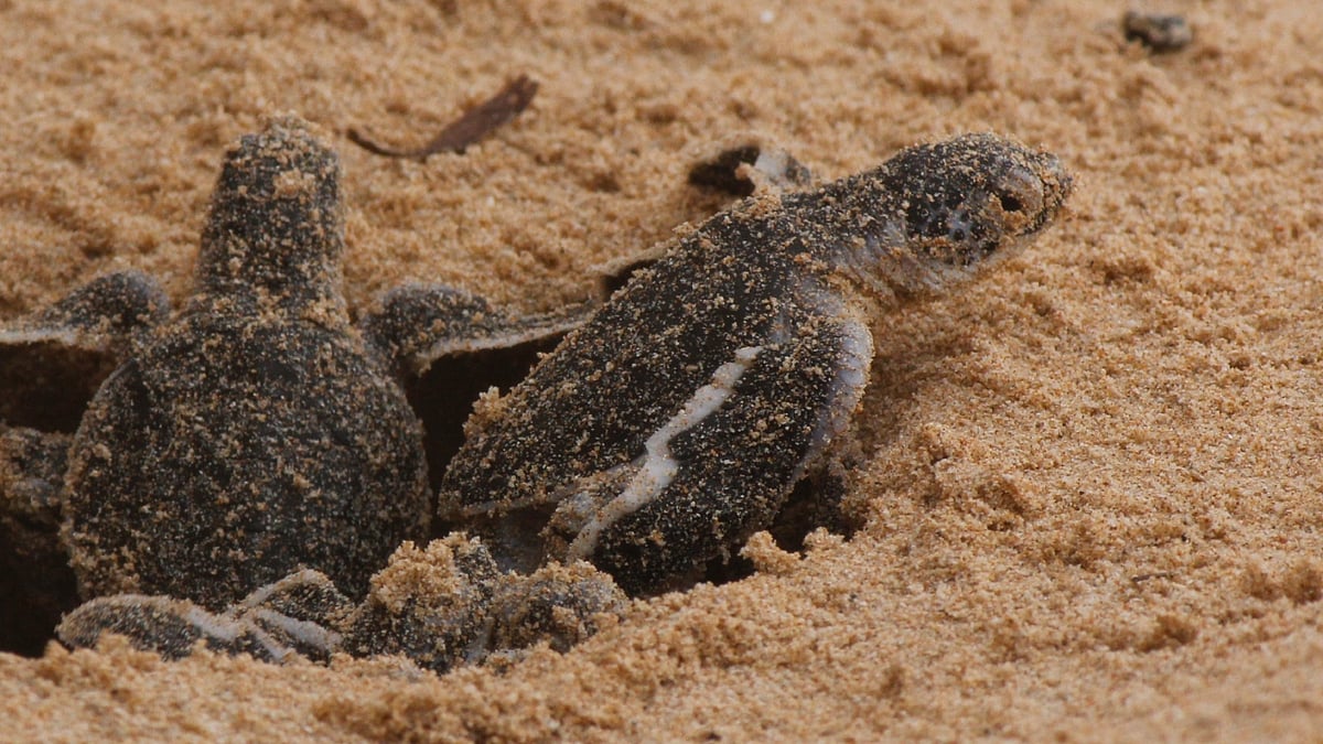 Mumbai: DRI seizes 306 exotic animals being smuggled into India from ...