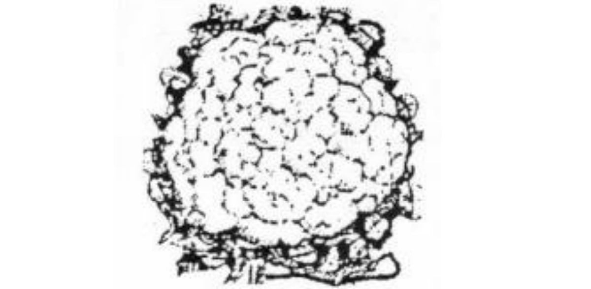 From cauliflower to apple: Quirky election symbols in Bihar