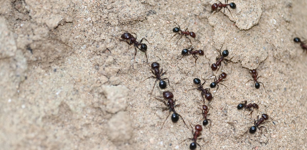For every human, there are 1.6 mn ants: More such facts about animals