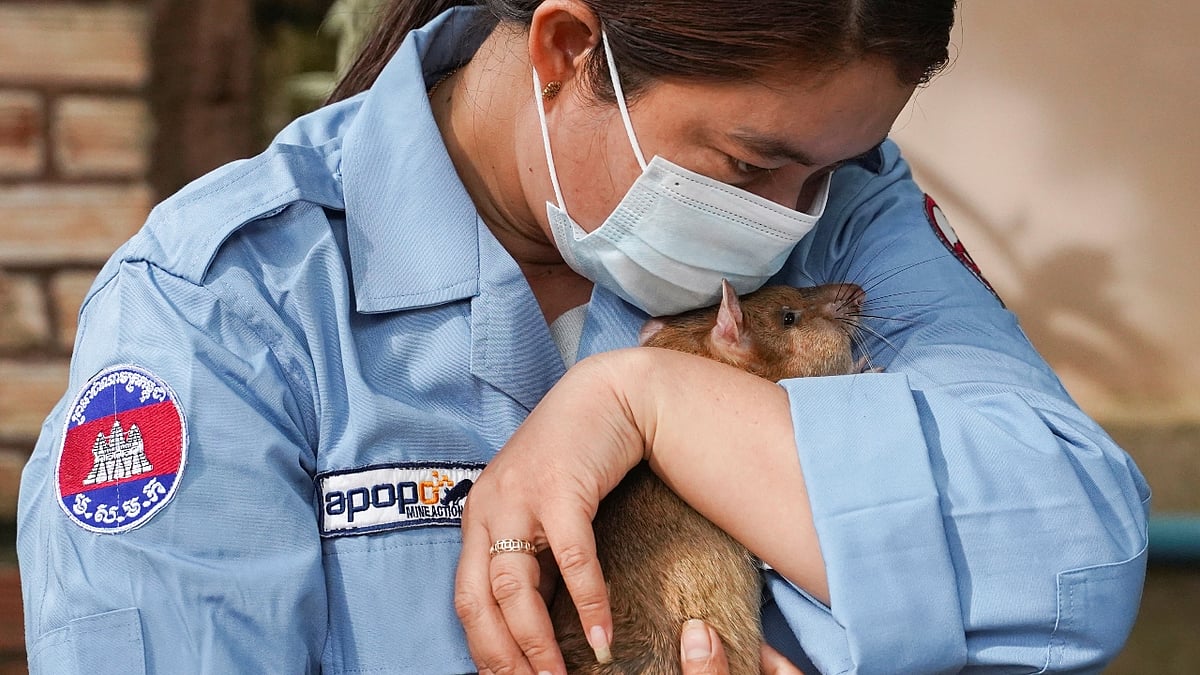 Rats deployed to sniff out landmines in Cambodia; See Pics