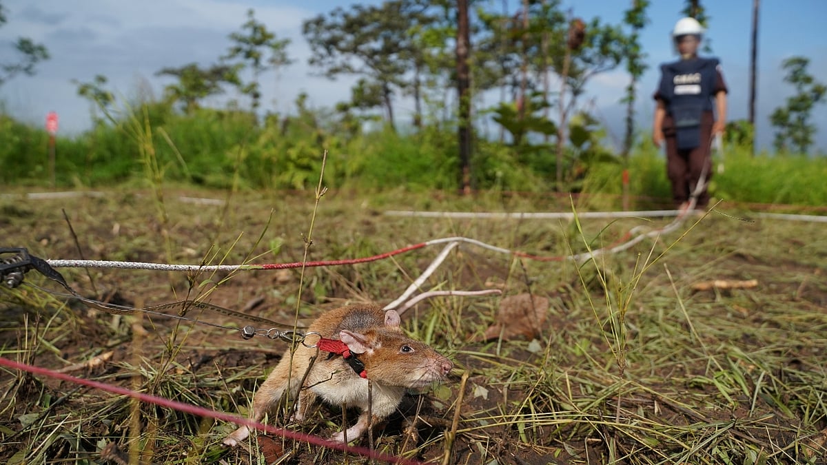 Rats deployed to sniff out landmines in Cambodia; See Pics