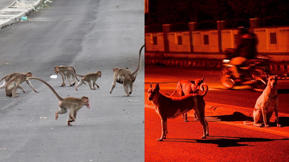 Monkeys-dogs gang war, rats drinking booze, other strange news from 2021
