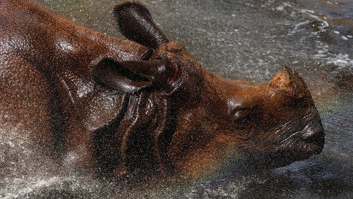 Amid the heatwave in Europe, zoo animals beat the heat with frozen treats