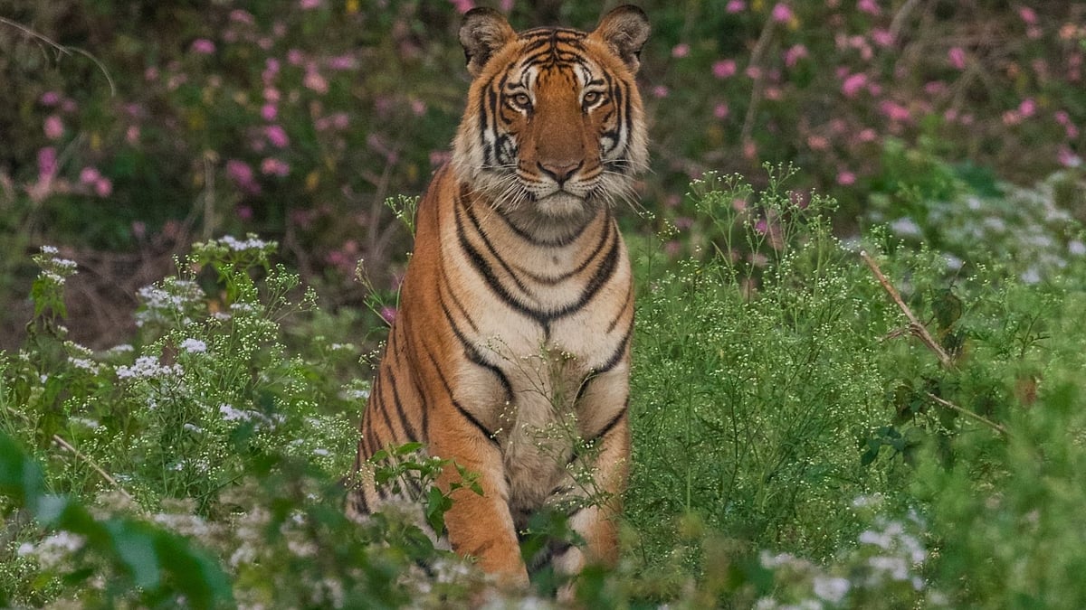 International Tiger Day | Top 5 places in India for tiger sighting