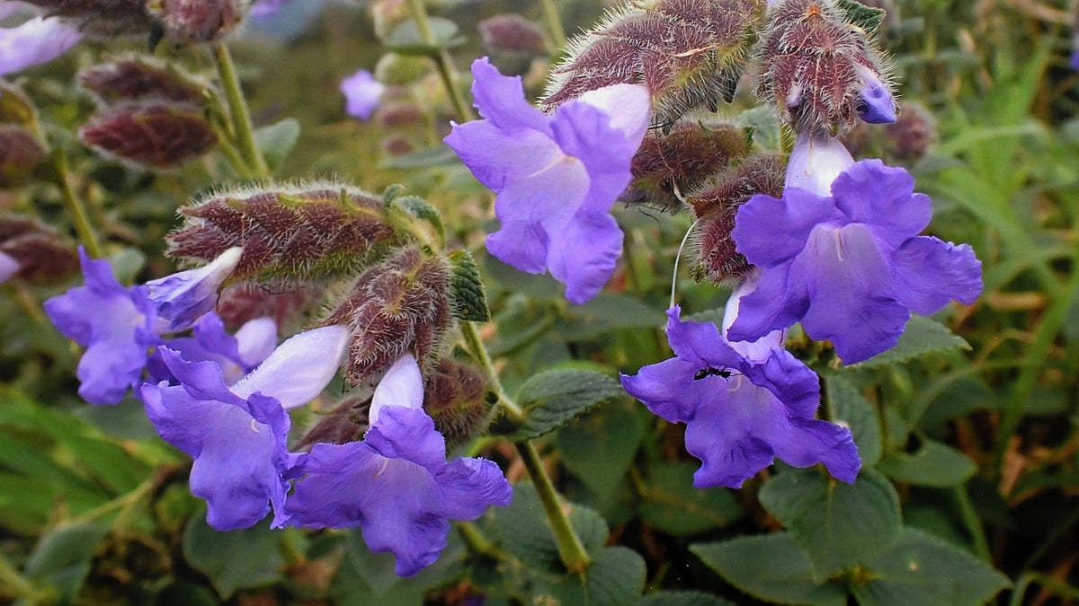 Incredible photos of Neelakurinji flowers blooming in Karnataka