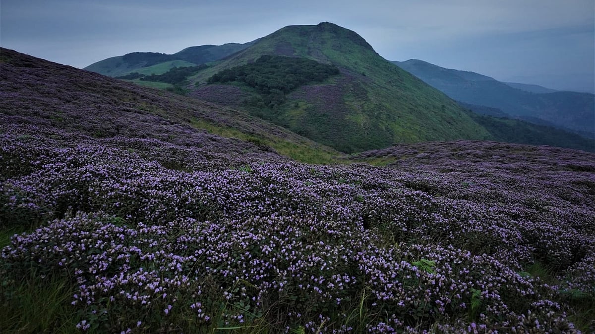Incredible photos of Neelakurinji flowers blooming in Karnataka