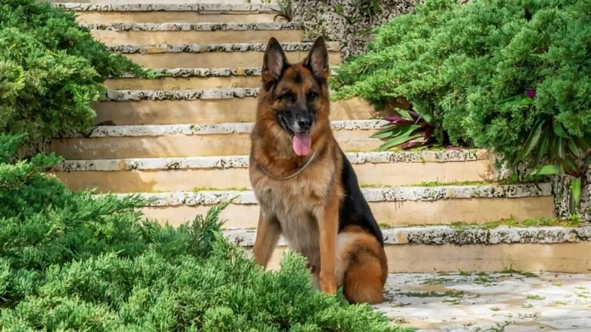 In Pics | Meet the richest pets in the world