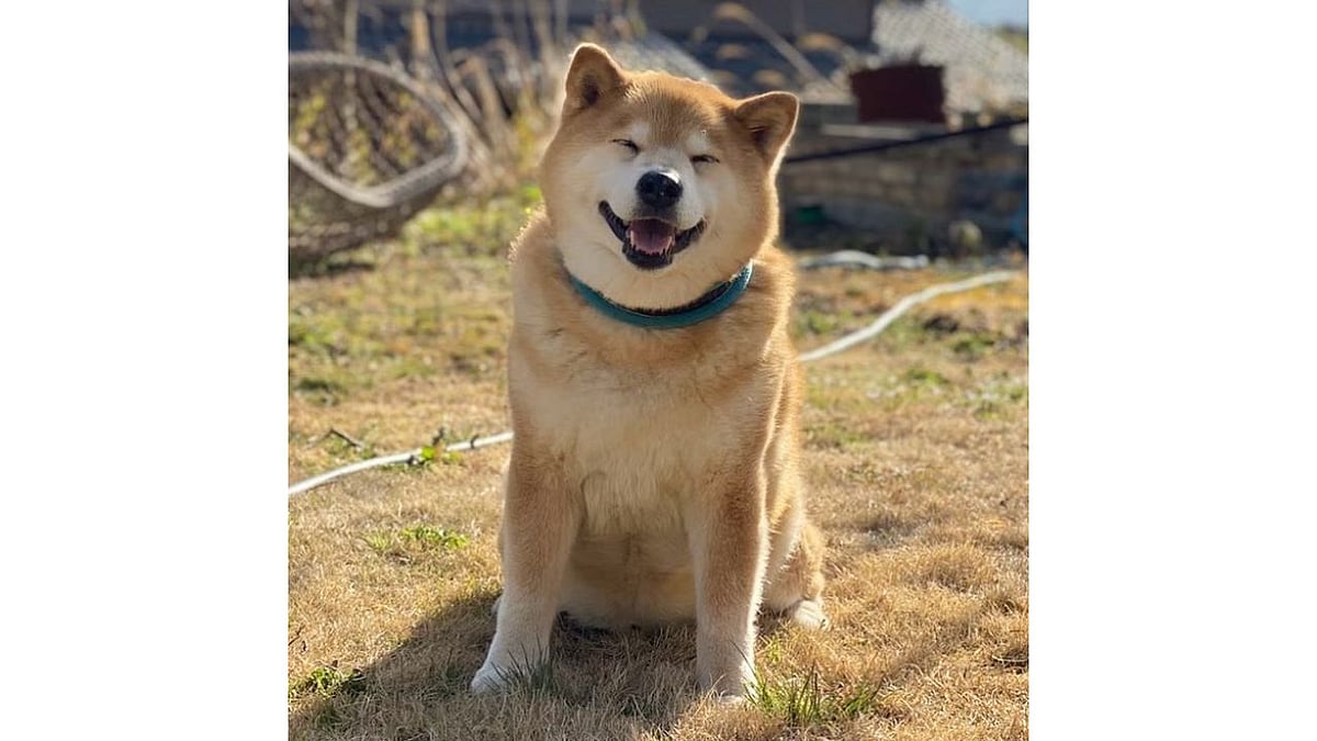 In Pics | Meet the richest pets in the world