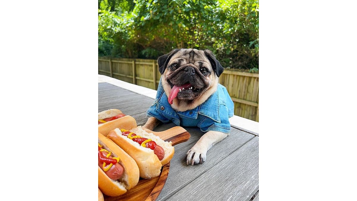 In Pics | Meet the richest pets in the world