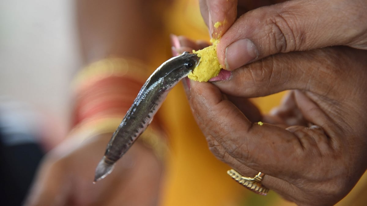 Hyderabad's 'fish prasadam' back after three years; thousands queue up ...