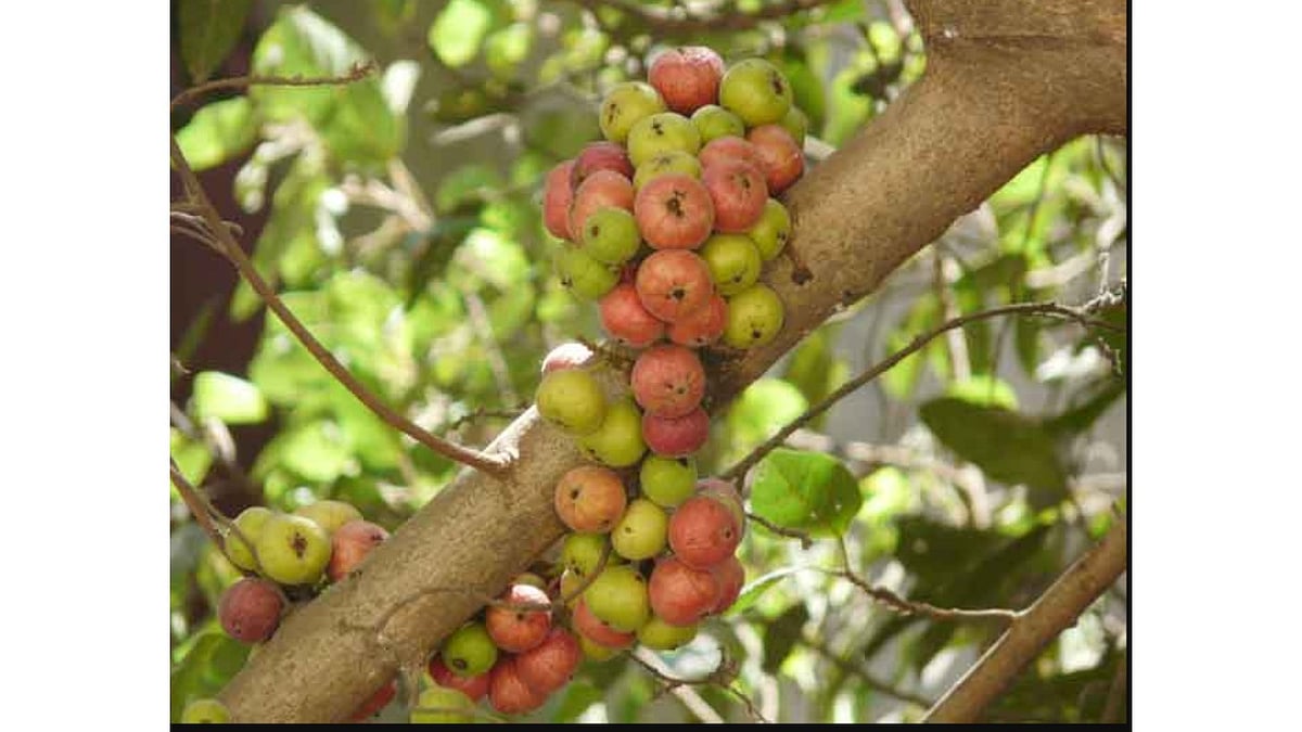 Figs and the forests they nurture