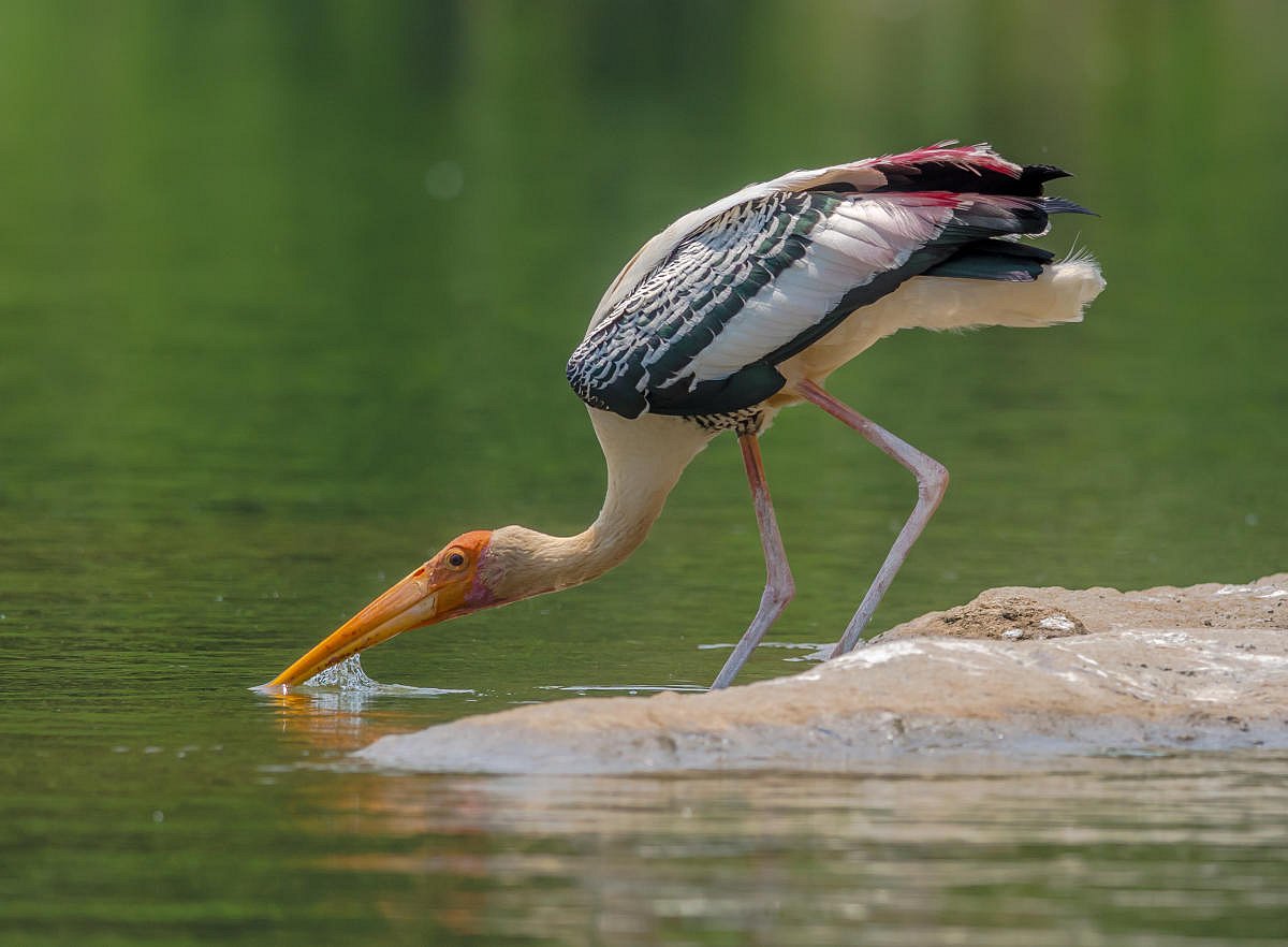 The life and legacy of the Birdman of India