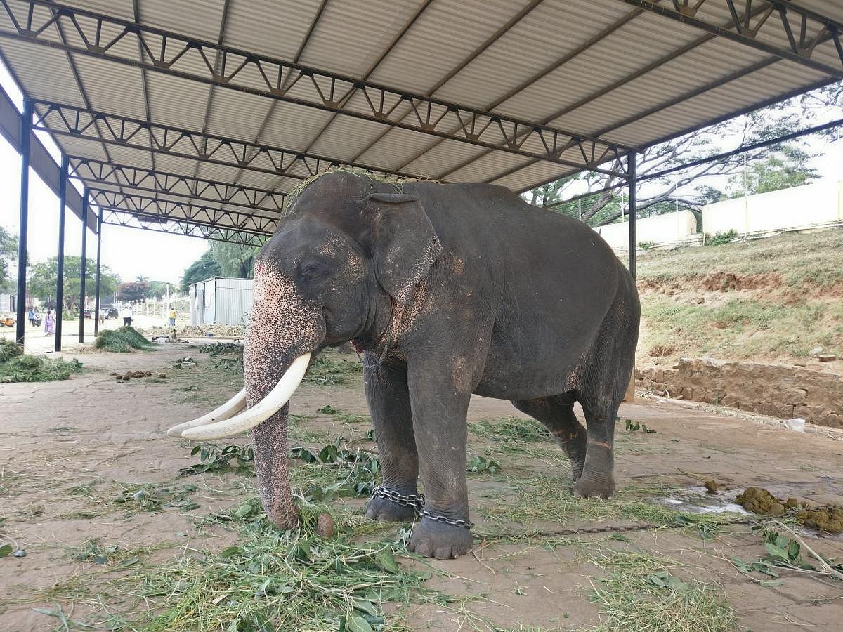 An elephant never forgotten