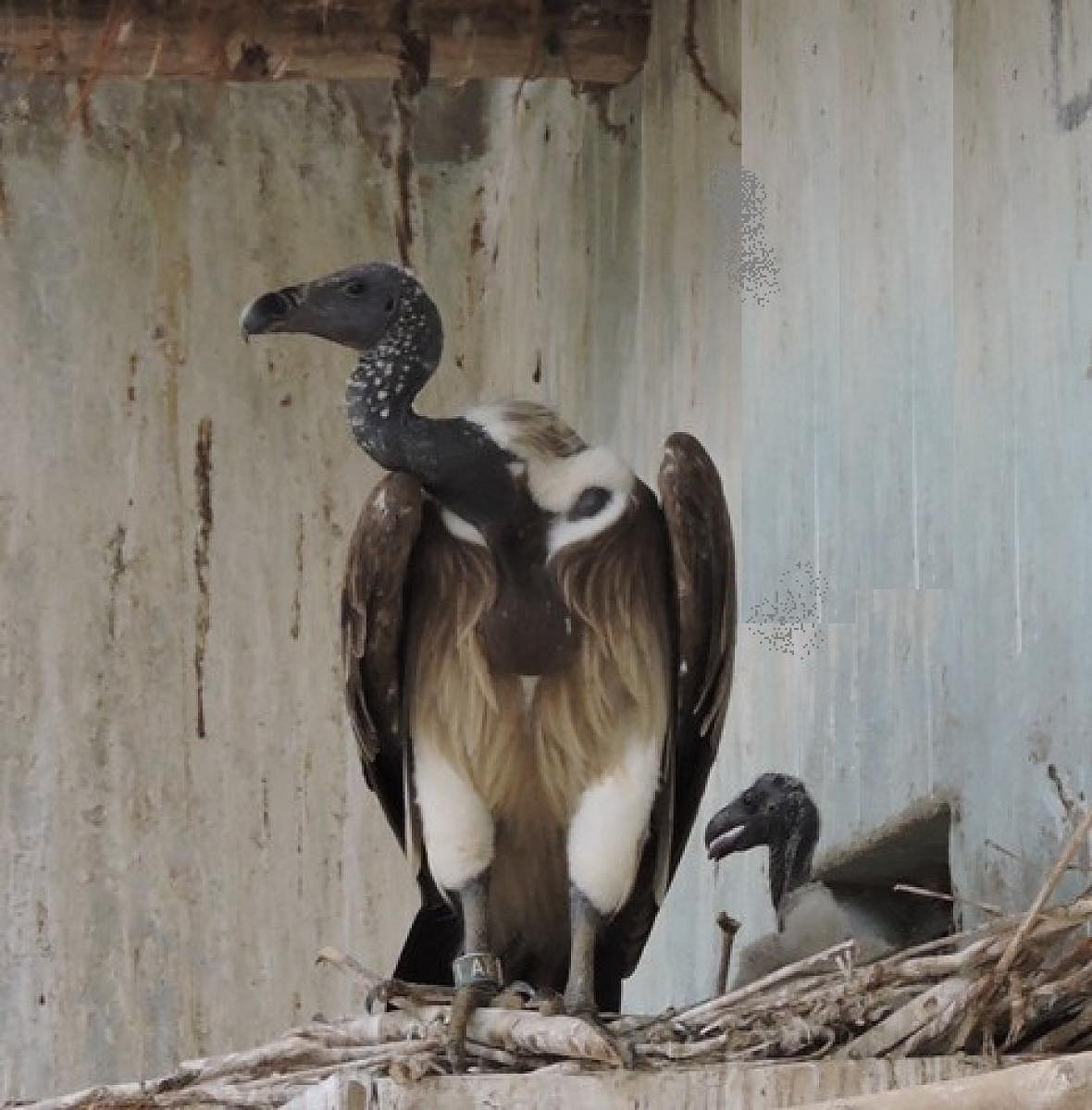 Rare vultures take flight back from the brink in Assam