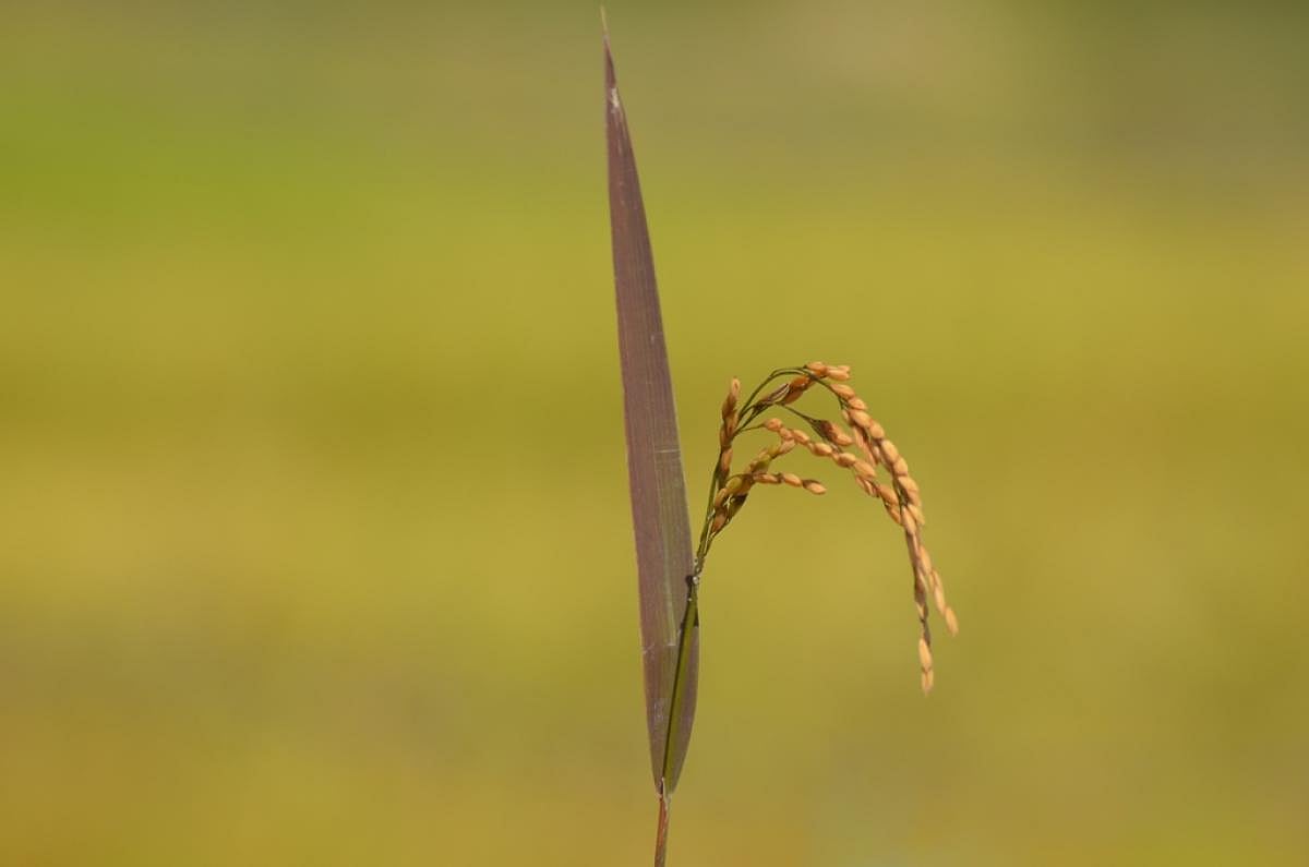 Conserving indigenous paddy varieties