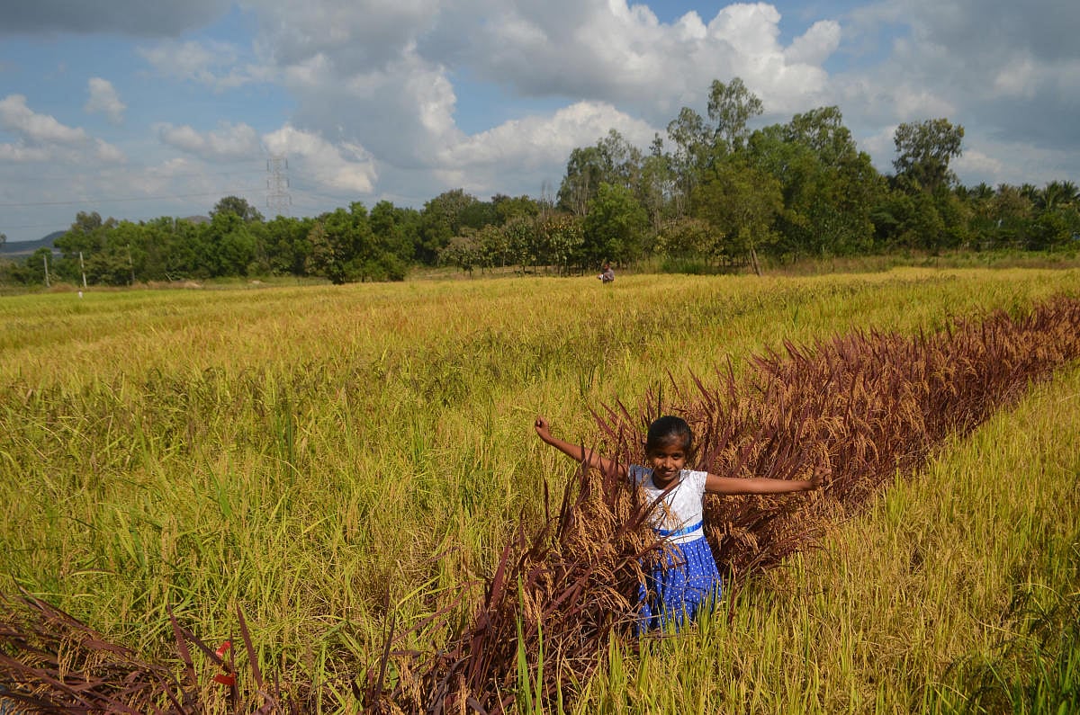 Conserving indigenous paddy varieties