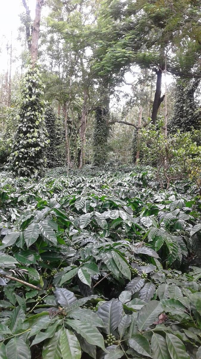 Soliga tribals brew a perfect success story