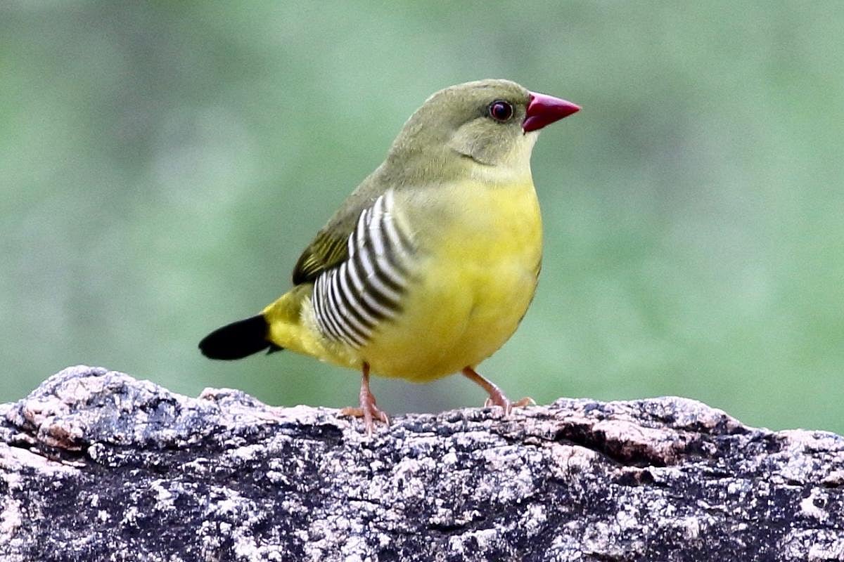 Making every chirp count