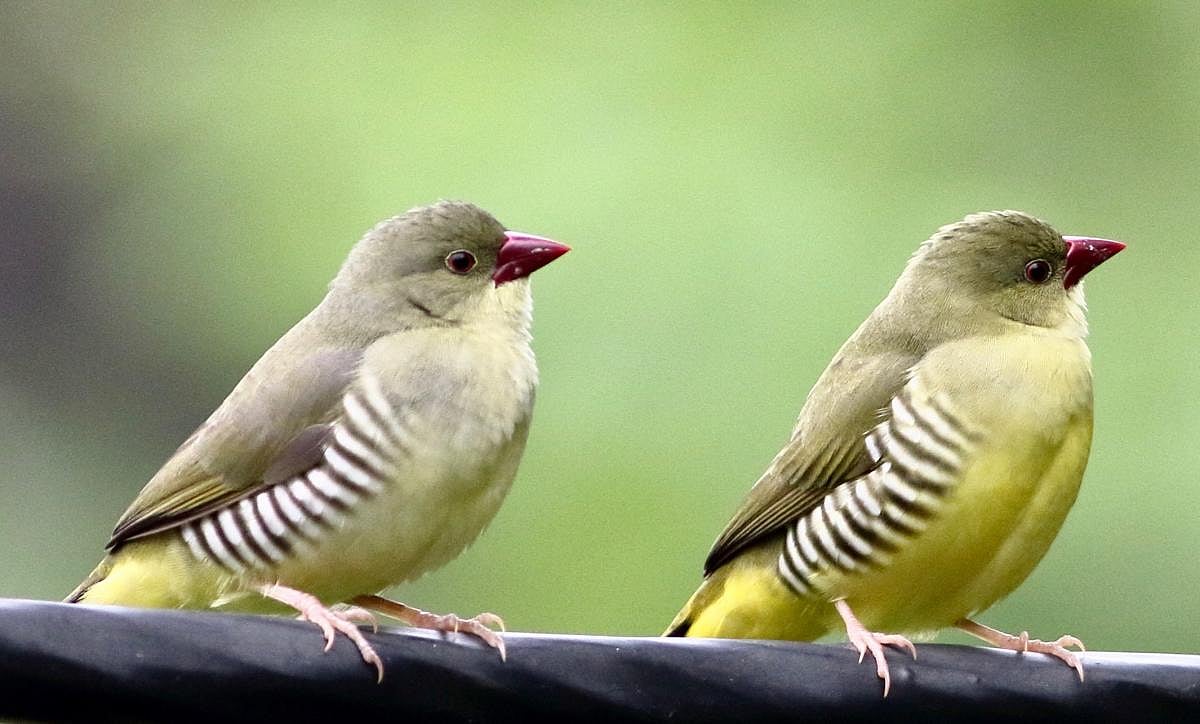 Making every chirp count