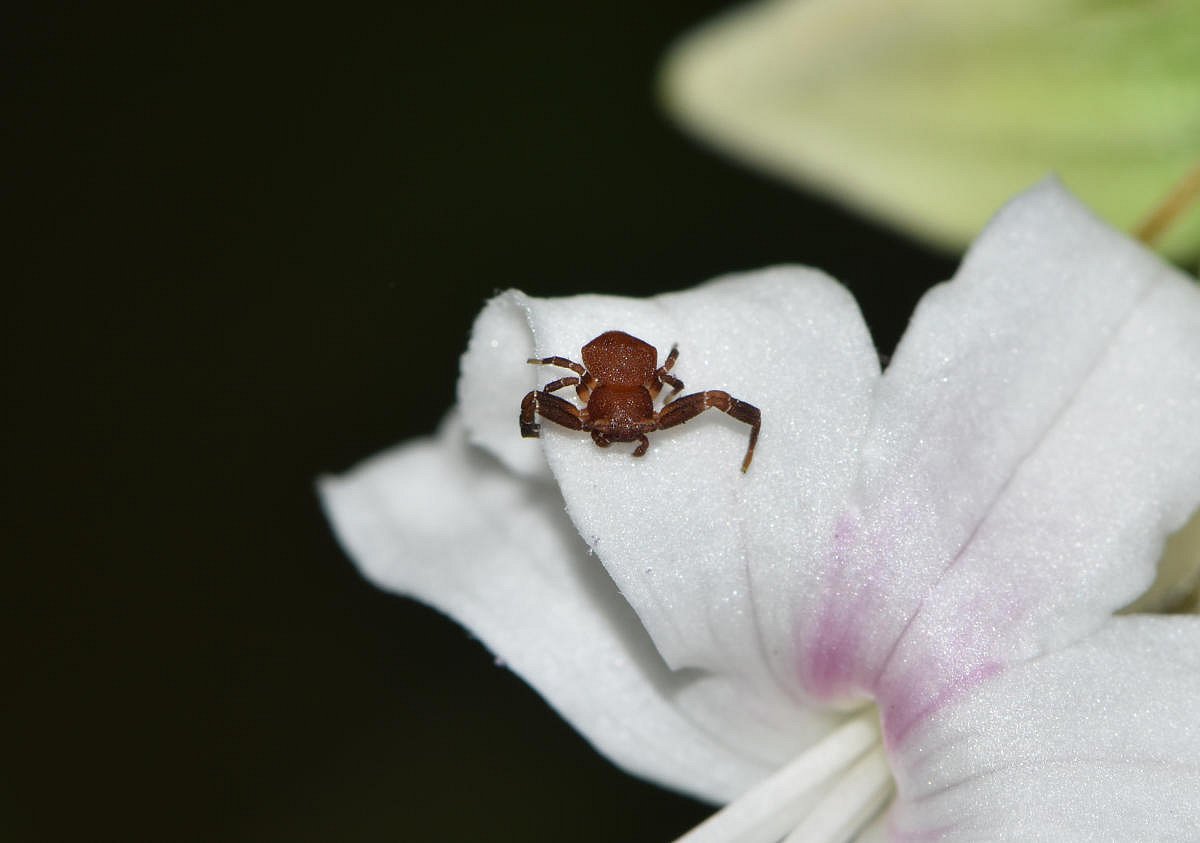 Sit-and-wait predators | Crab spiders: Camouflage, attack, savour